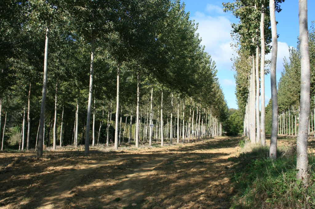 3C2A à Nérac, spécialiste du peuplier depuis 50 ans